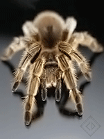 tarantula!! (in Animated GIFs)