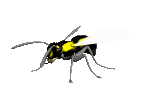 Wasp (in Animated GIFs)