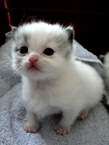 lil cat (in Clipart)