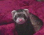 Ferret sittin' pretty (in Clipart)